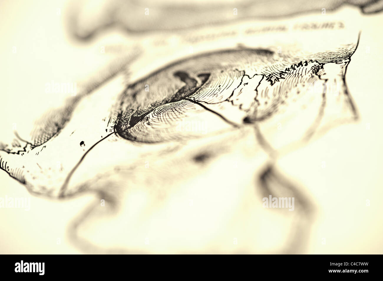 Eye socket hi-res stock photography and images - Alamy