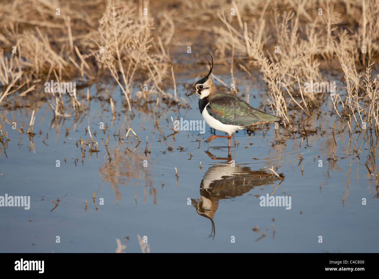 Northern lapwing peewit hi-res stock photography and images - Alamy