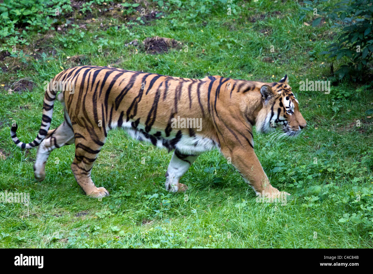 Siberian tiger wild hi-res stock photography and images - Alamy