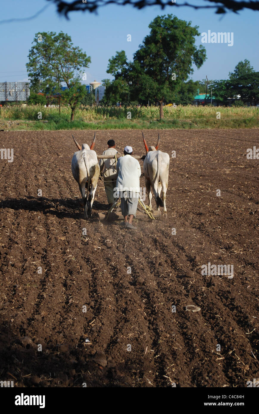 Ploughing with bullocks hi-res stock photography and images - Alamy