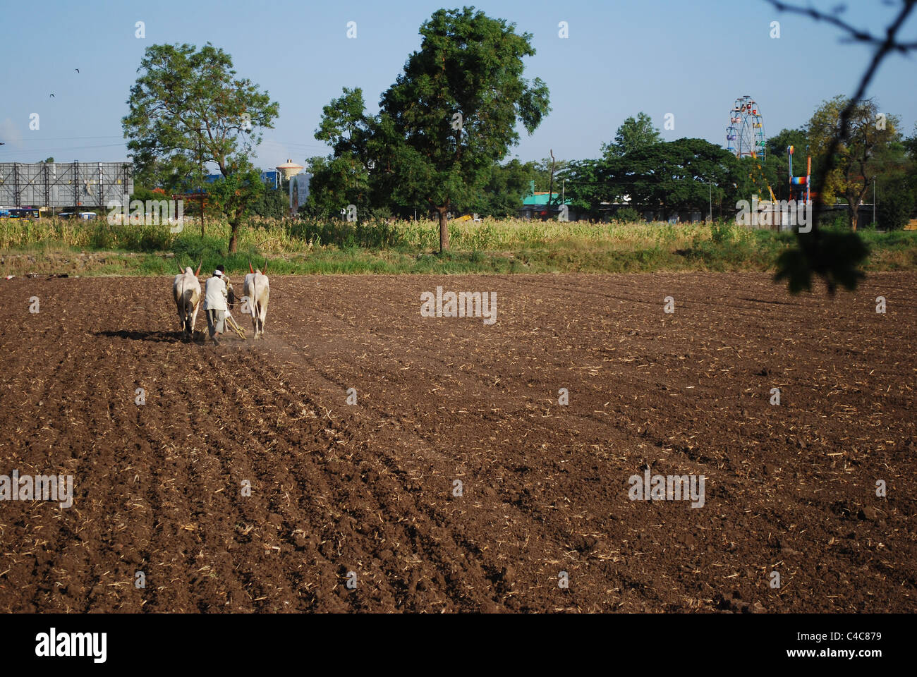 Ploughing with bullocks hi-res stock photography and images - Alamy