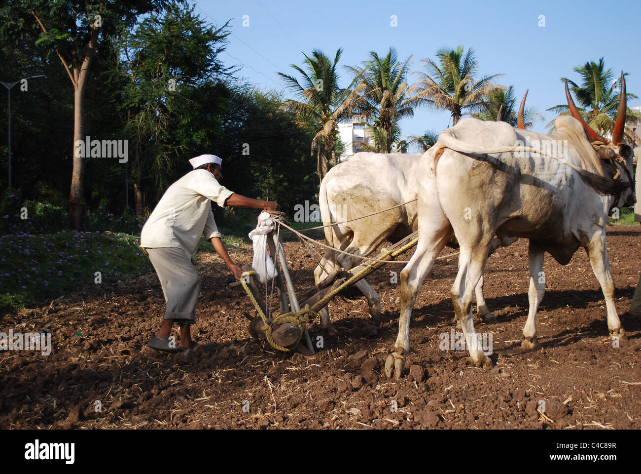 ploughing of fields with bullocks Stock Photo - Alamy