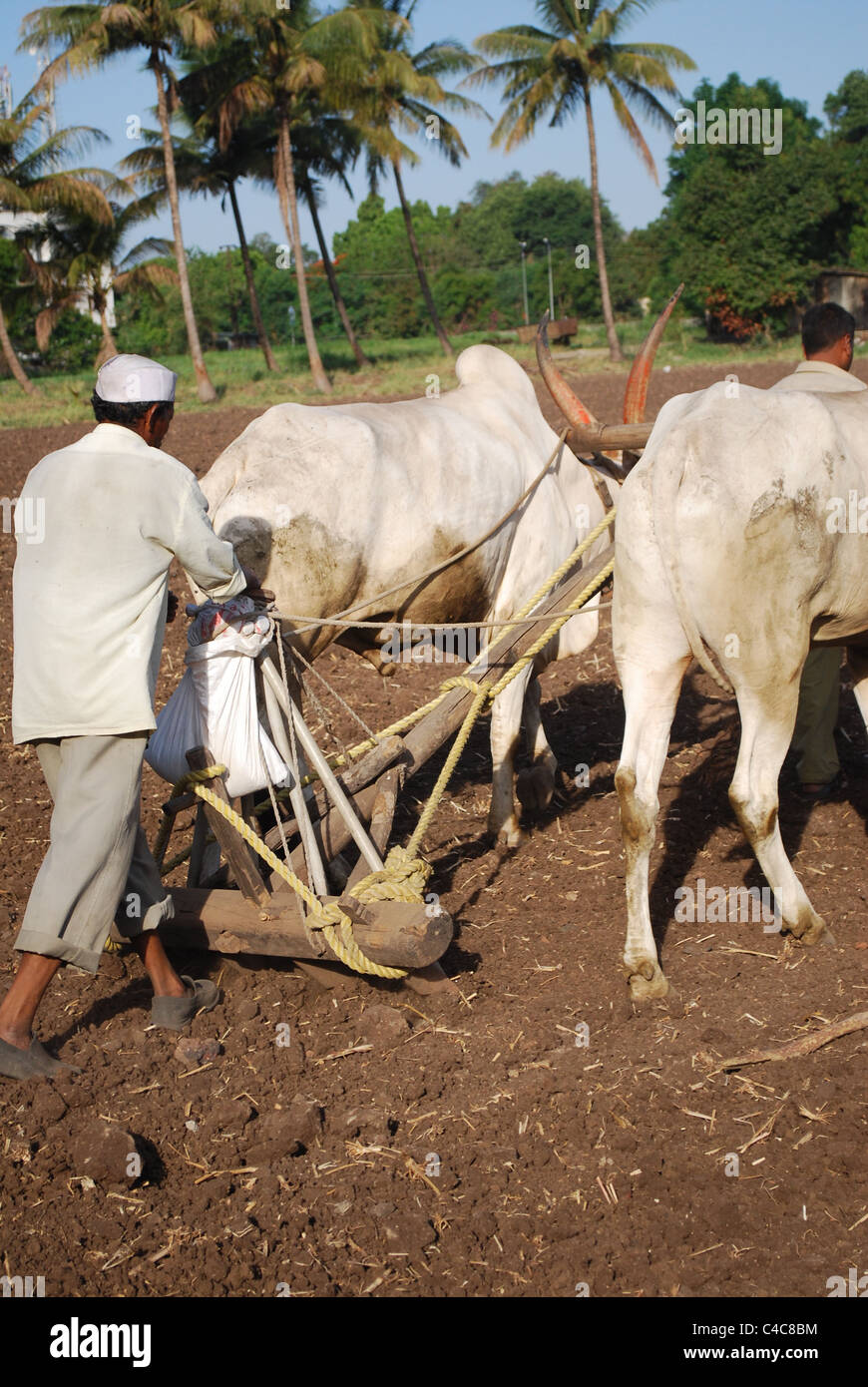 Ploughing with bullocks hi-res stock photography and images - Alamy