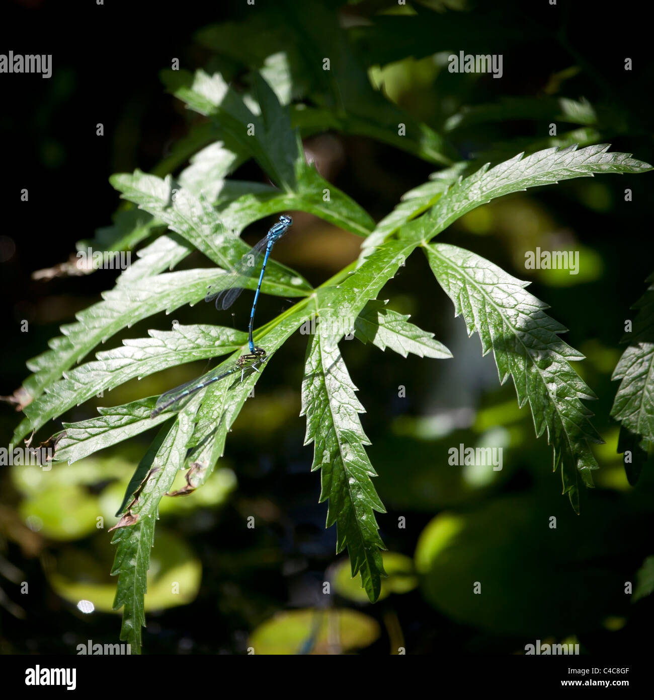 Blue dragon flys hi-res stock photography and images - Alamy