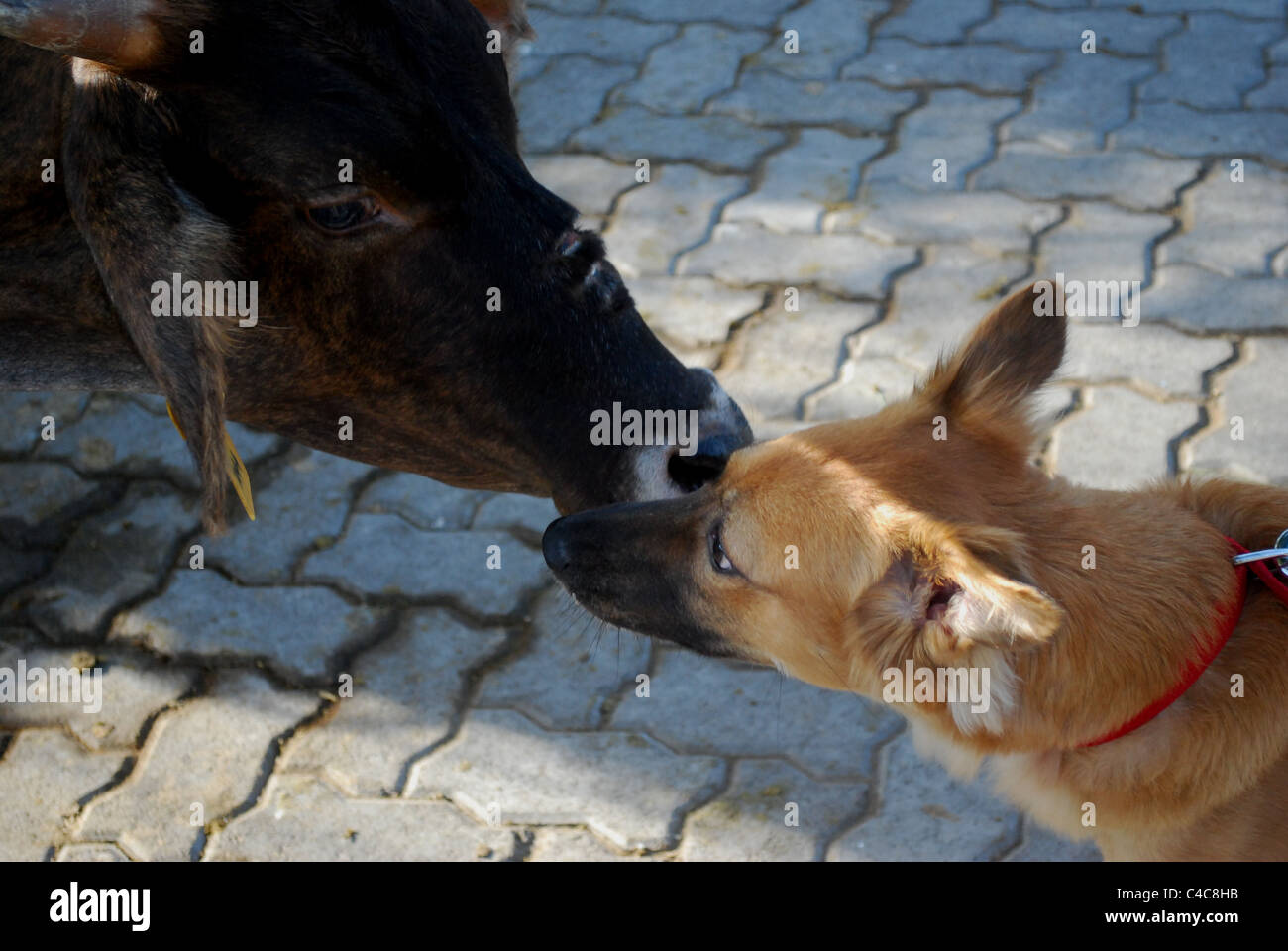 a cow meet dog Stock Photo - Alamy