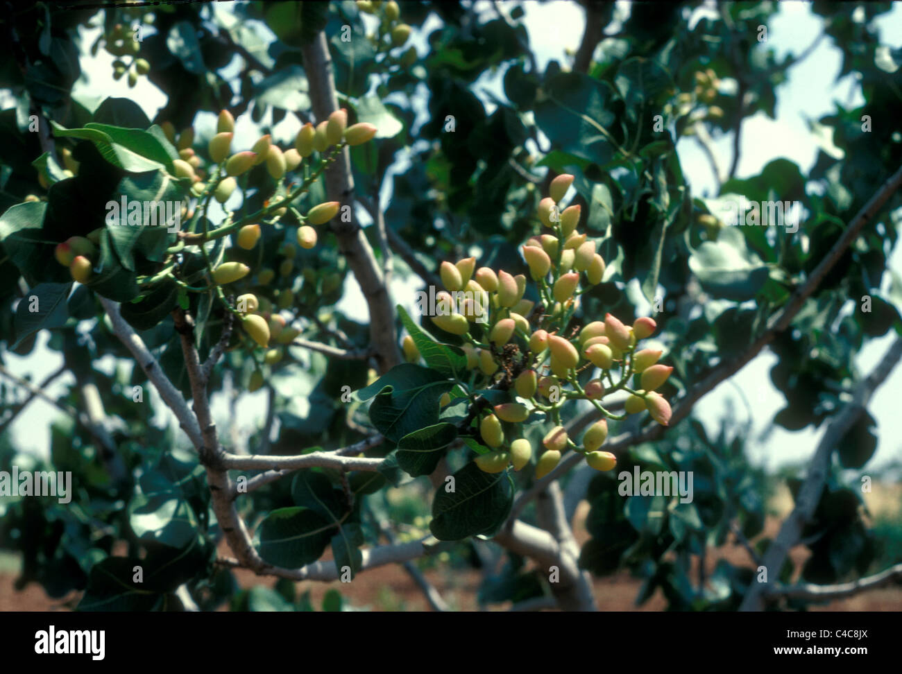 Cashew nuts ripening on a tree in Syria Stock Photo - Alamy