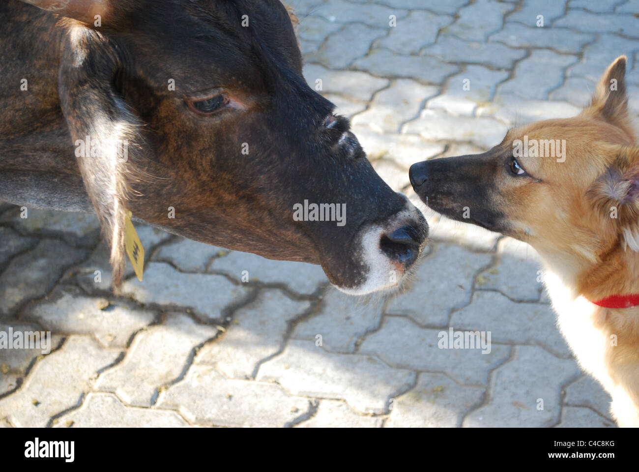 Cow dog hi-res stock photography and images - Alamy