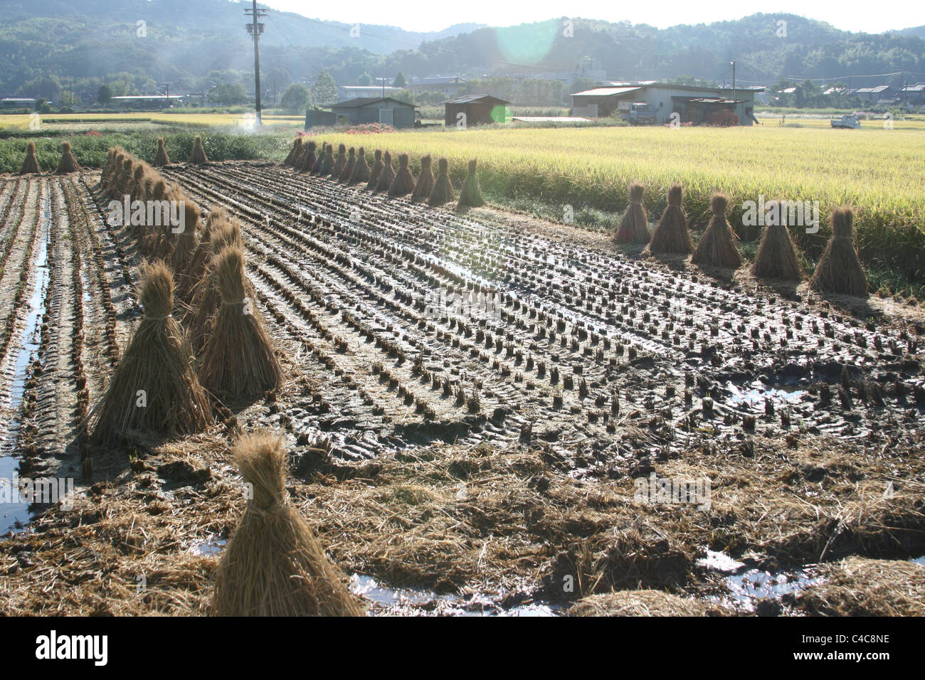 Rice Field Clean Up Stock Photo - Alamy