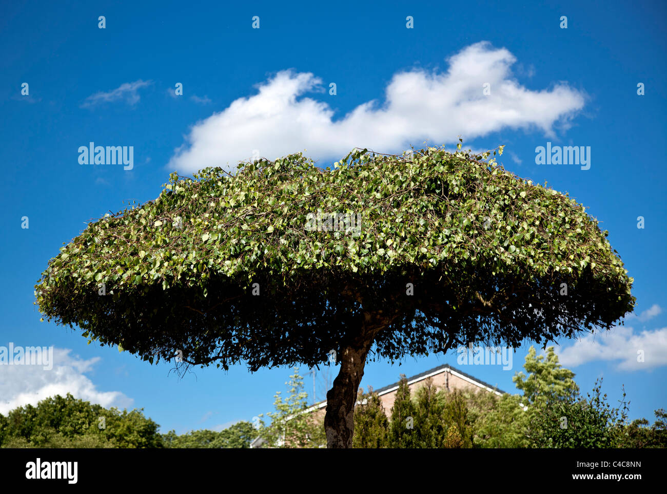 Trimmed tree hi-res stock photography and images - Alamy