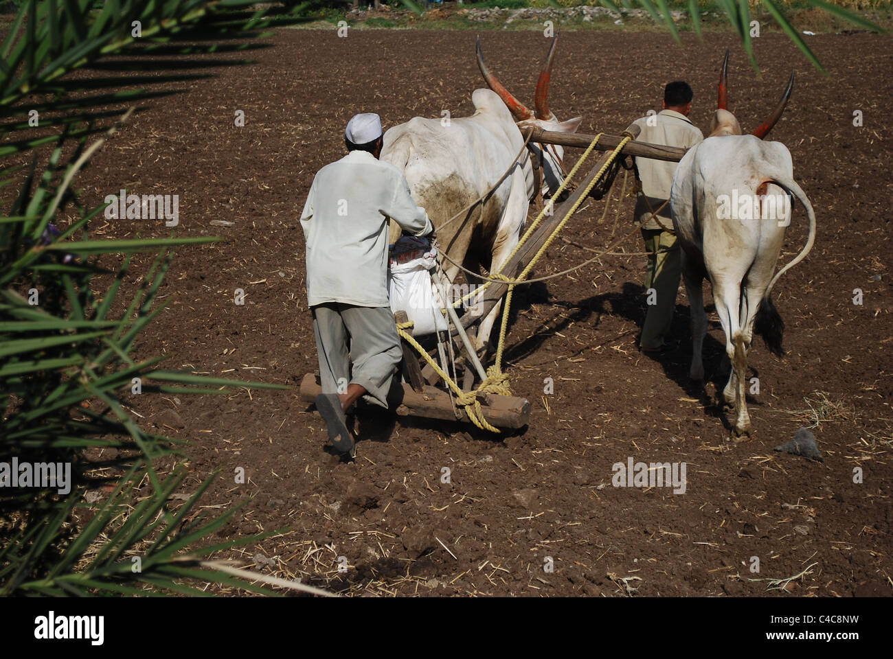 Ploughing with bullocks hi-res stock photography and images - Alamy