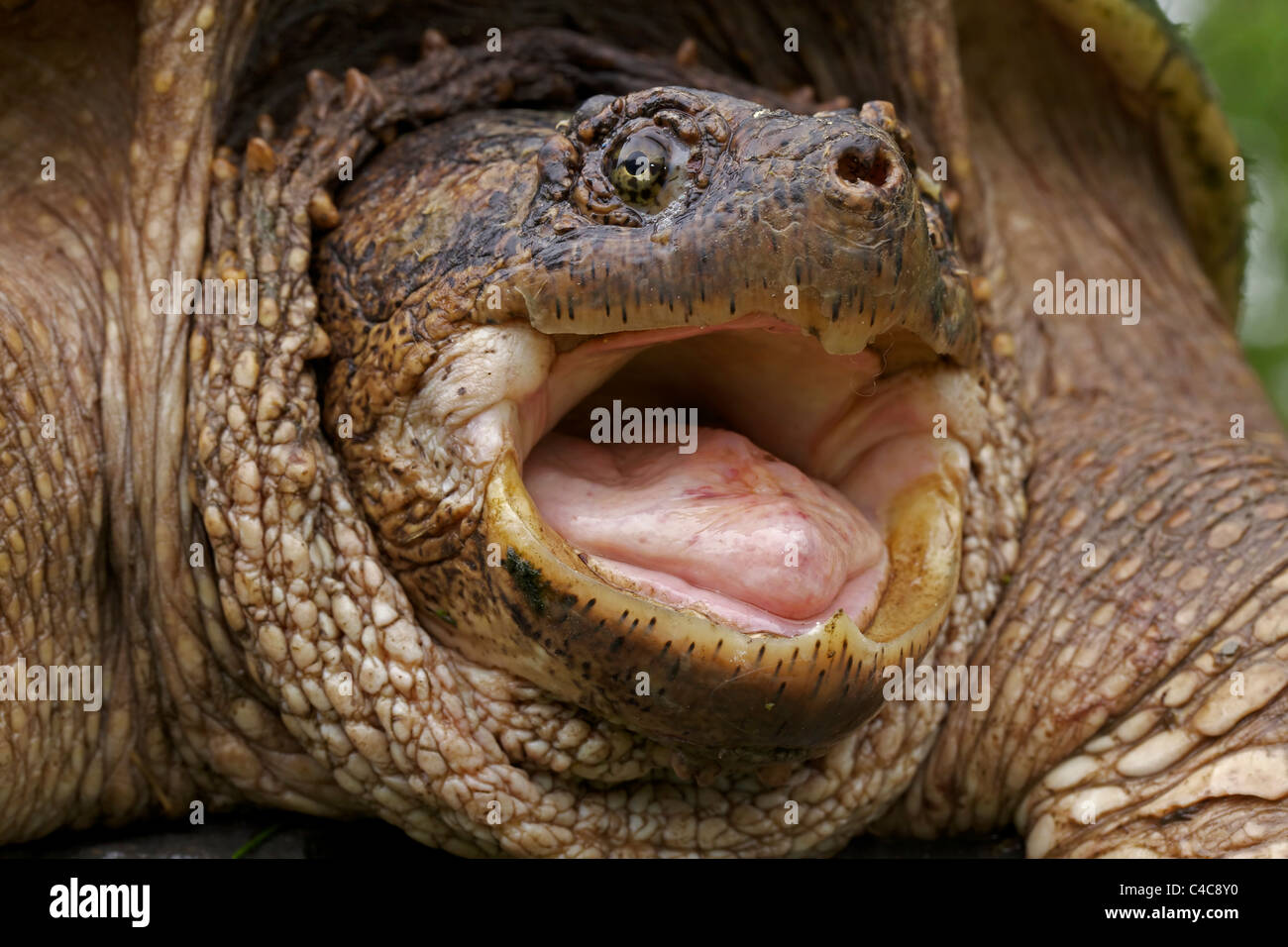 Snapping Turtle (Chelydra serpentina) - New York - Male - Found in ...