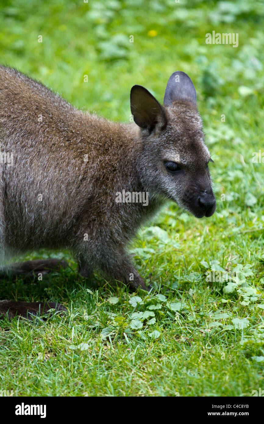 Kangaroo wallaby hi-res stock photography and images - Alamy