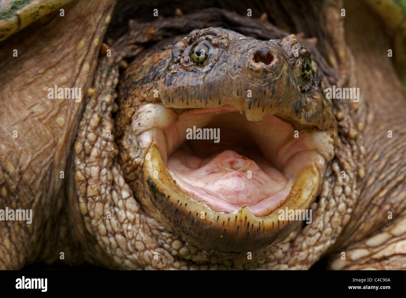 Snapping Turtle (Chelydra serpentina) - New York - Male - Found in ...