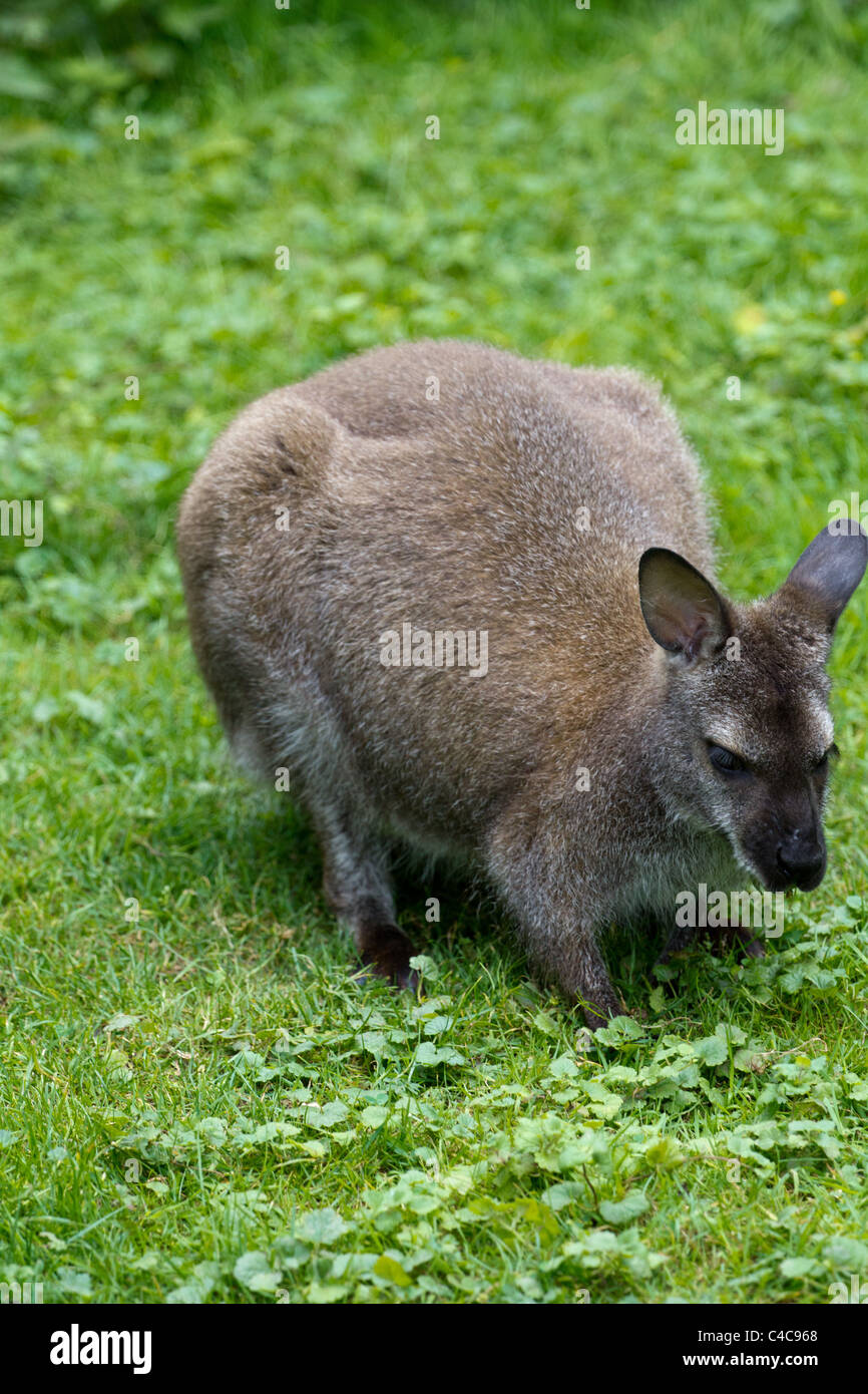 Wallaby tail hi-res stock photography and images - Alamy