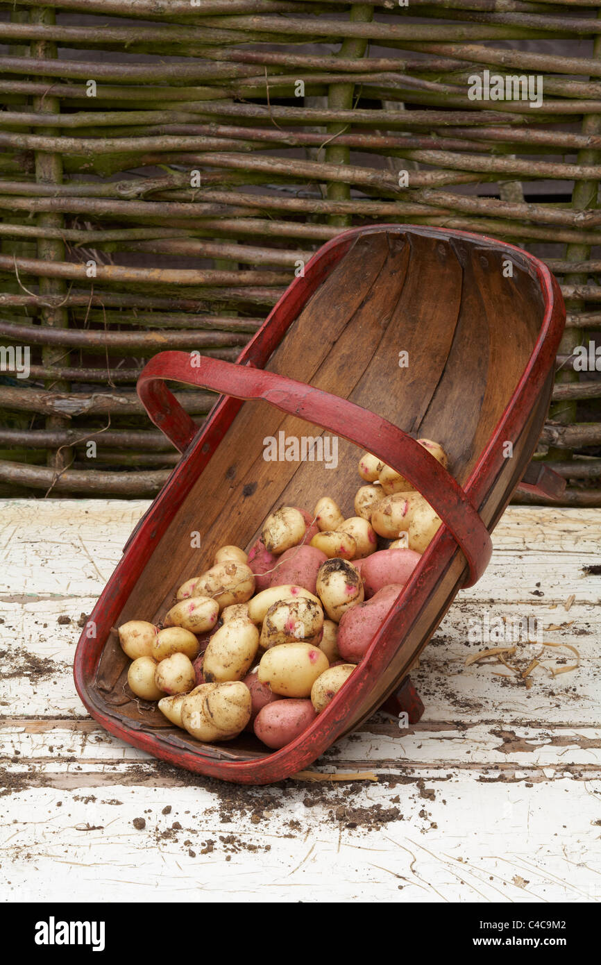 Newly lifted potatoes in traditional handmade Trug Stock Photo - Alamy