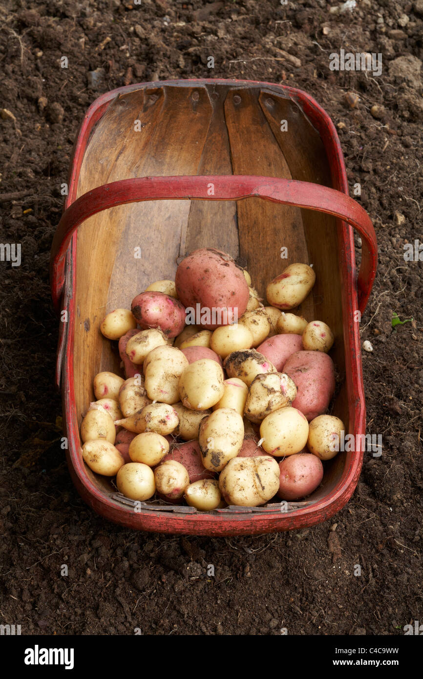 Newly lifted potatoes in traditional handmade Trug Stock Photo - Alamy