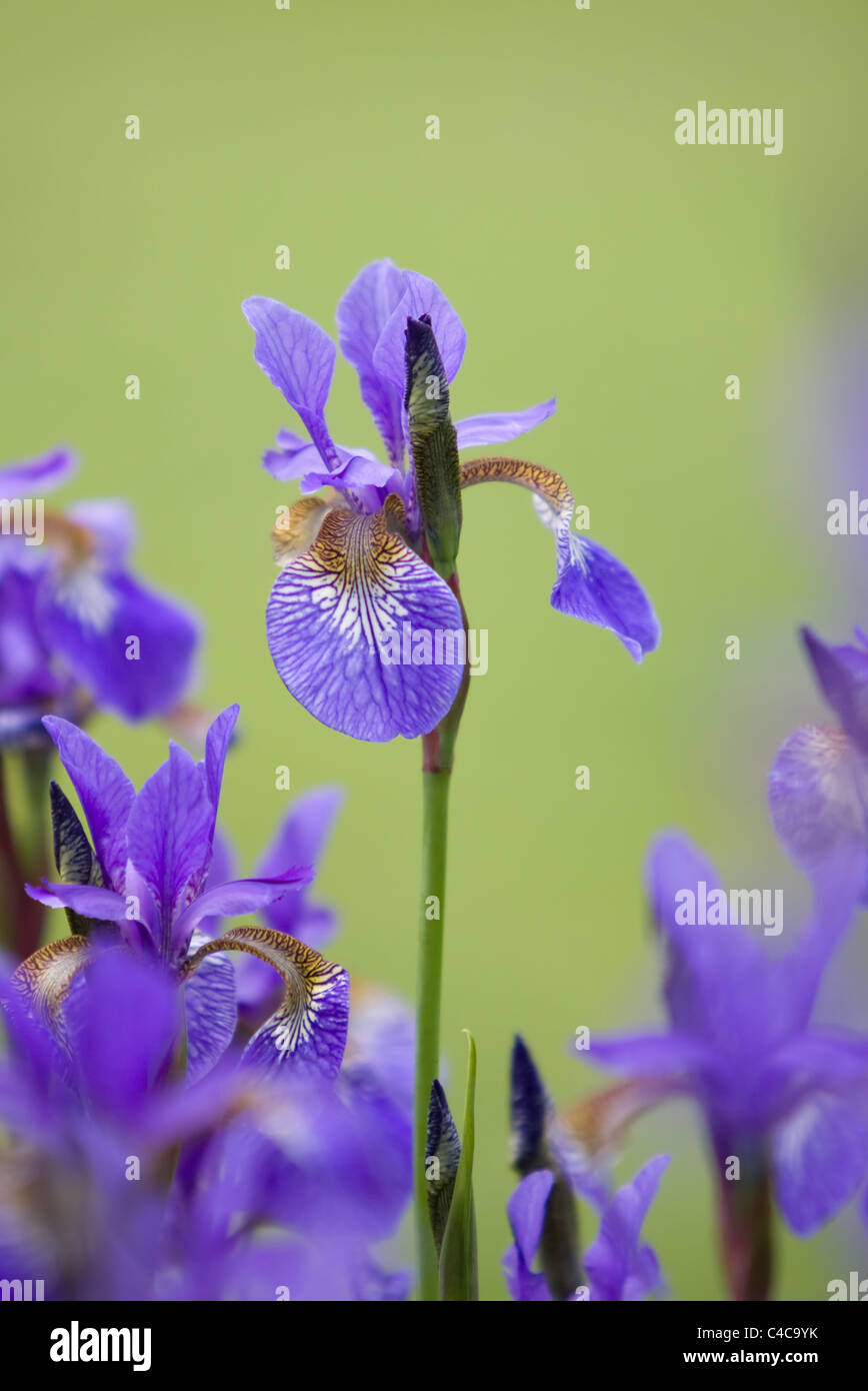 Siberian flag hi-res stock photography and images - Alamy