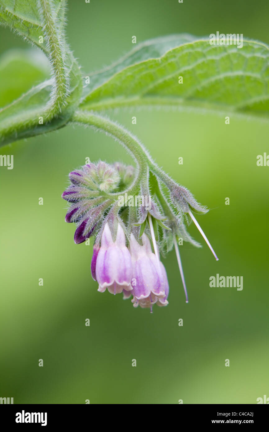 Comfrey flowers, Symphytum officinale Stock Photo - Alamy