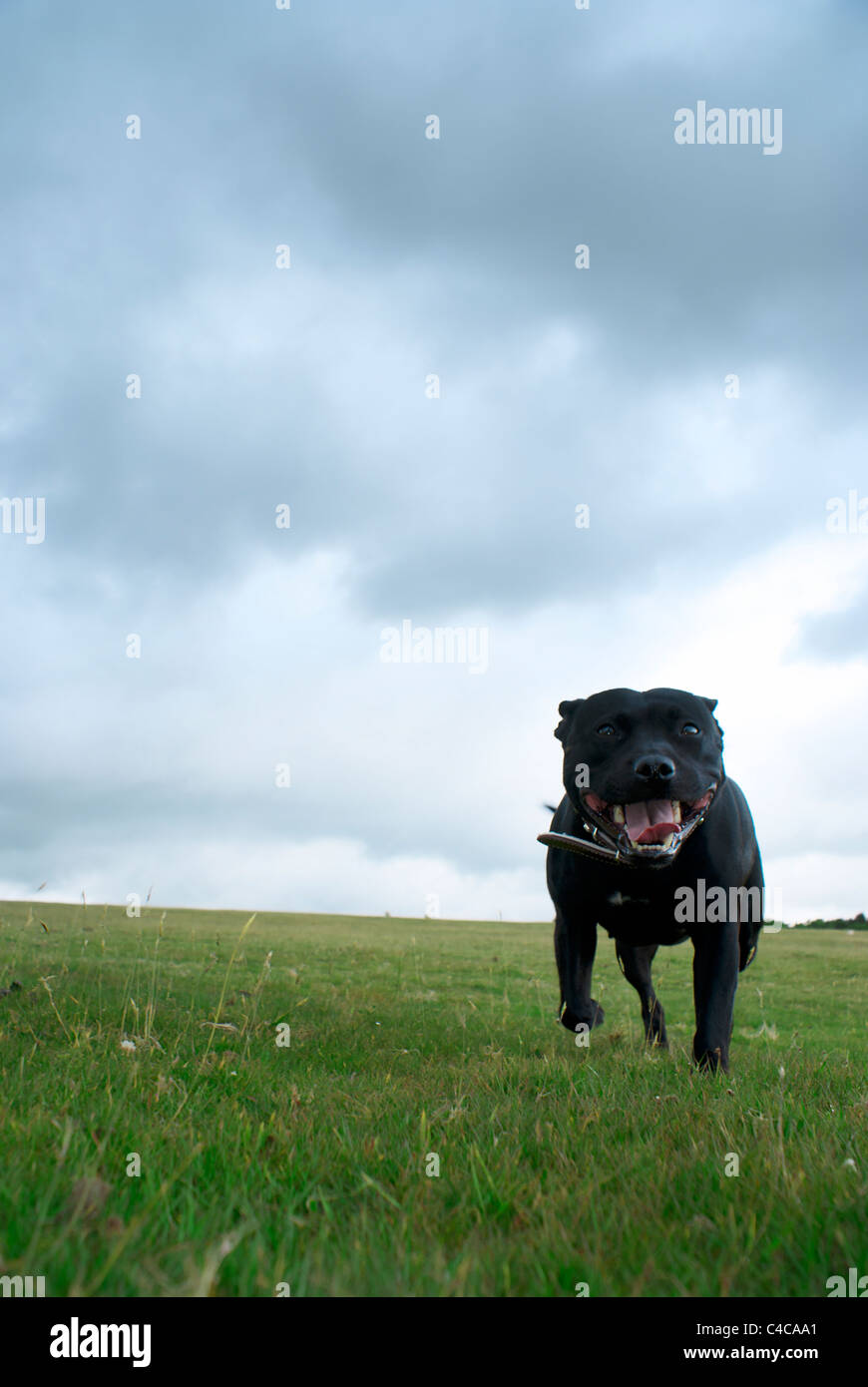 Staffie hi-res stock photography and images - Alamy