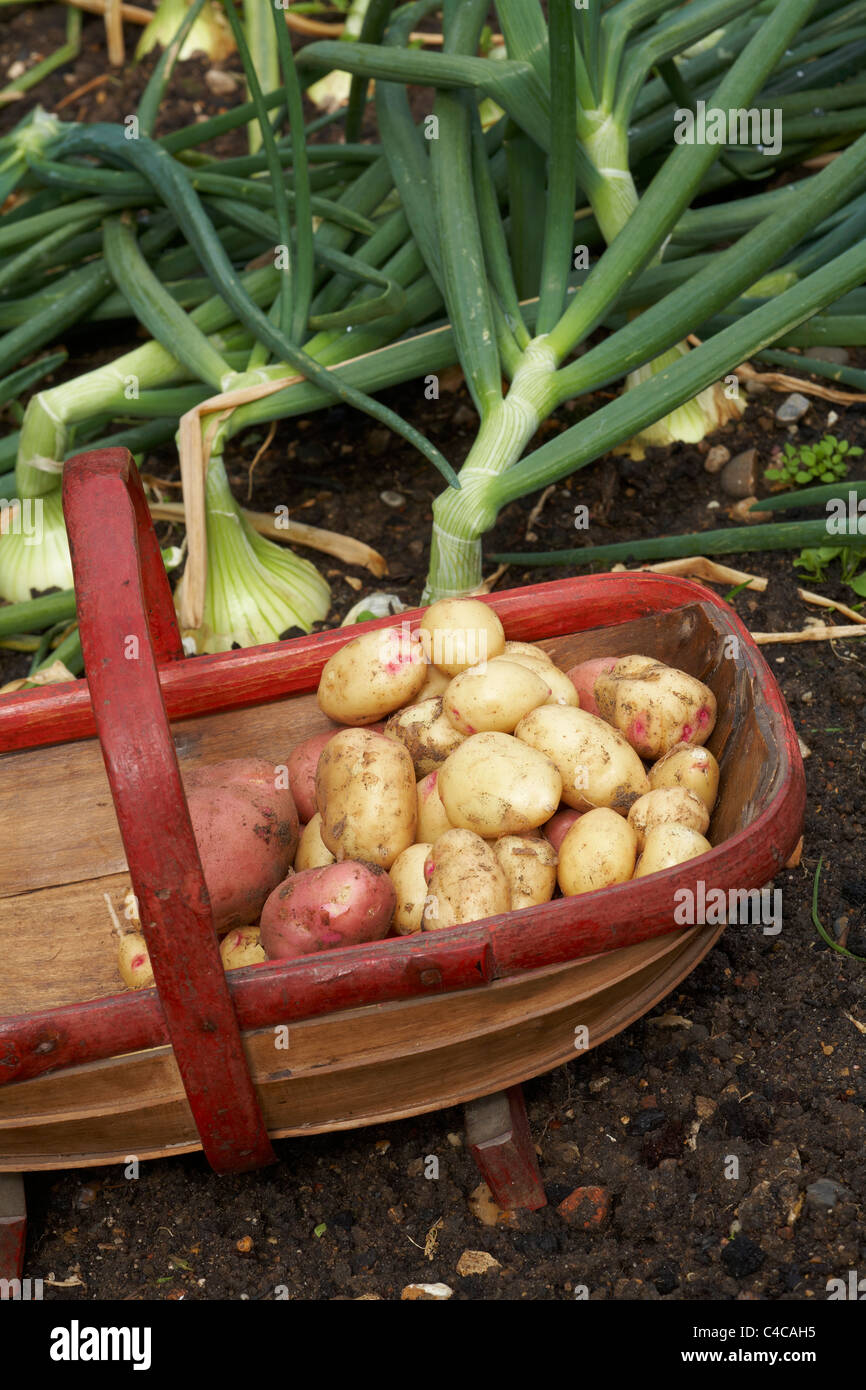 New Potatoes in traditional handmade trug. Onions in background Stock ...