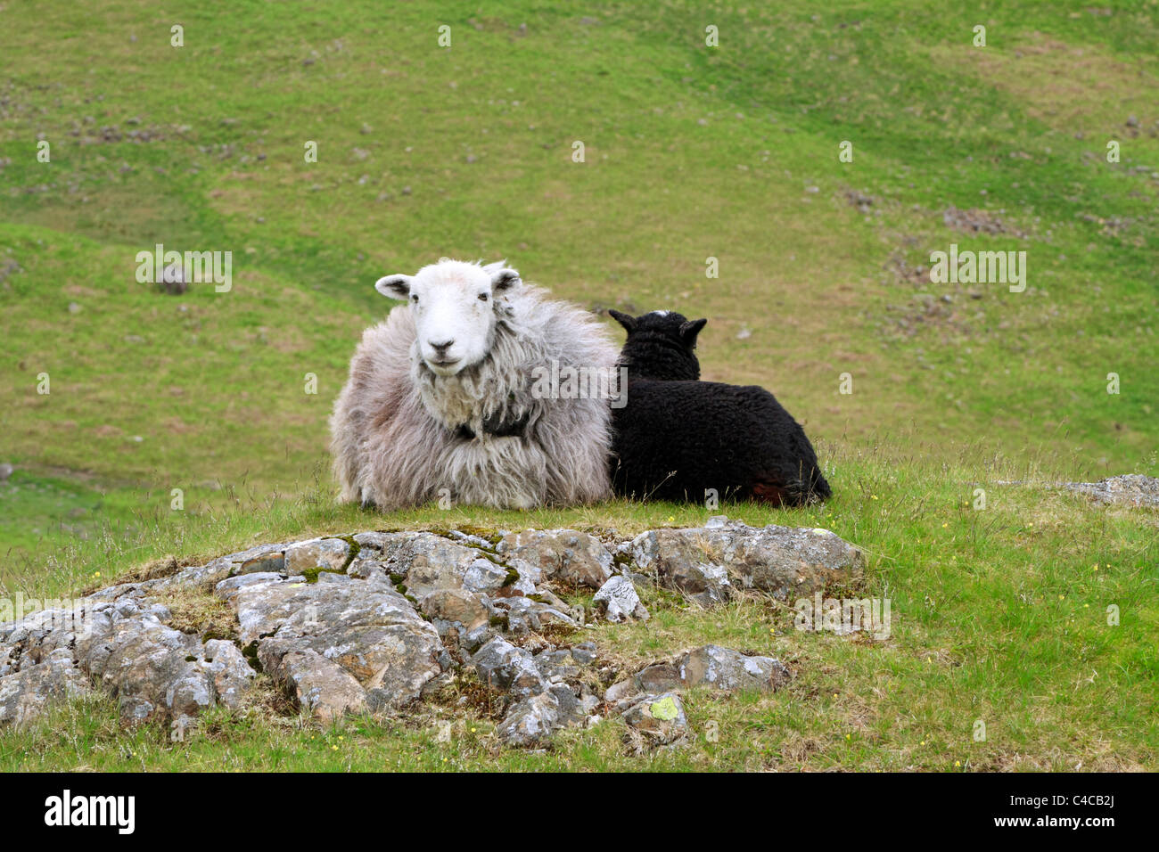 Herdwick sheep, Cumbria. Mother and lamb huddle together on a chilly ...