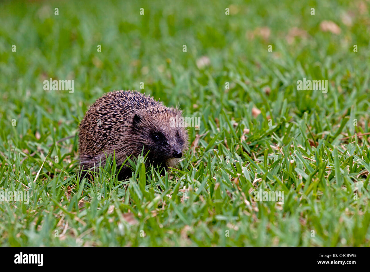 Herisson europeen hi-res stock photography and images - Alamy