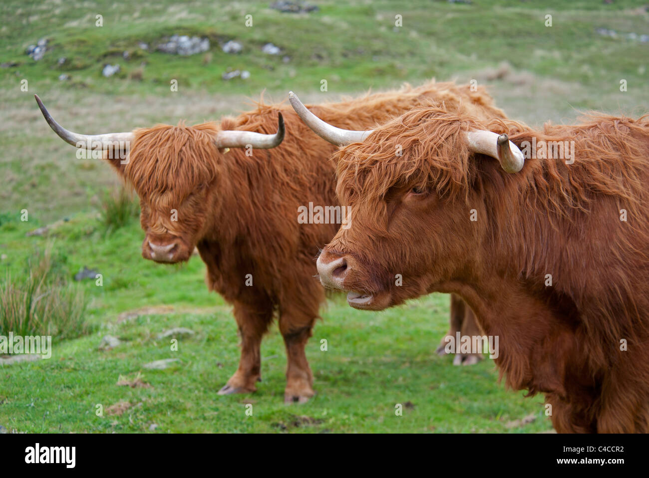 Majestic sweeping horns hi-res stock photography and images - Alamy