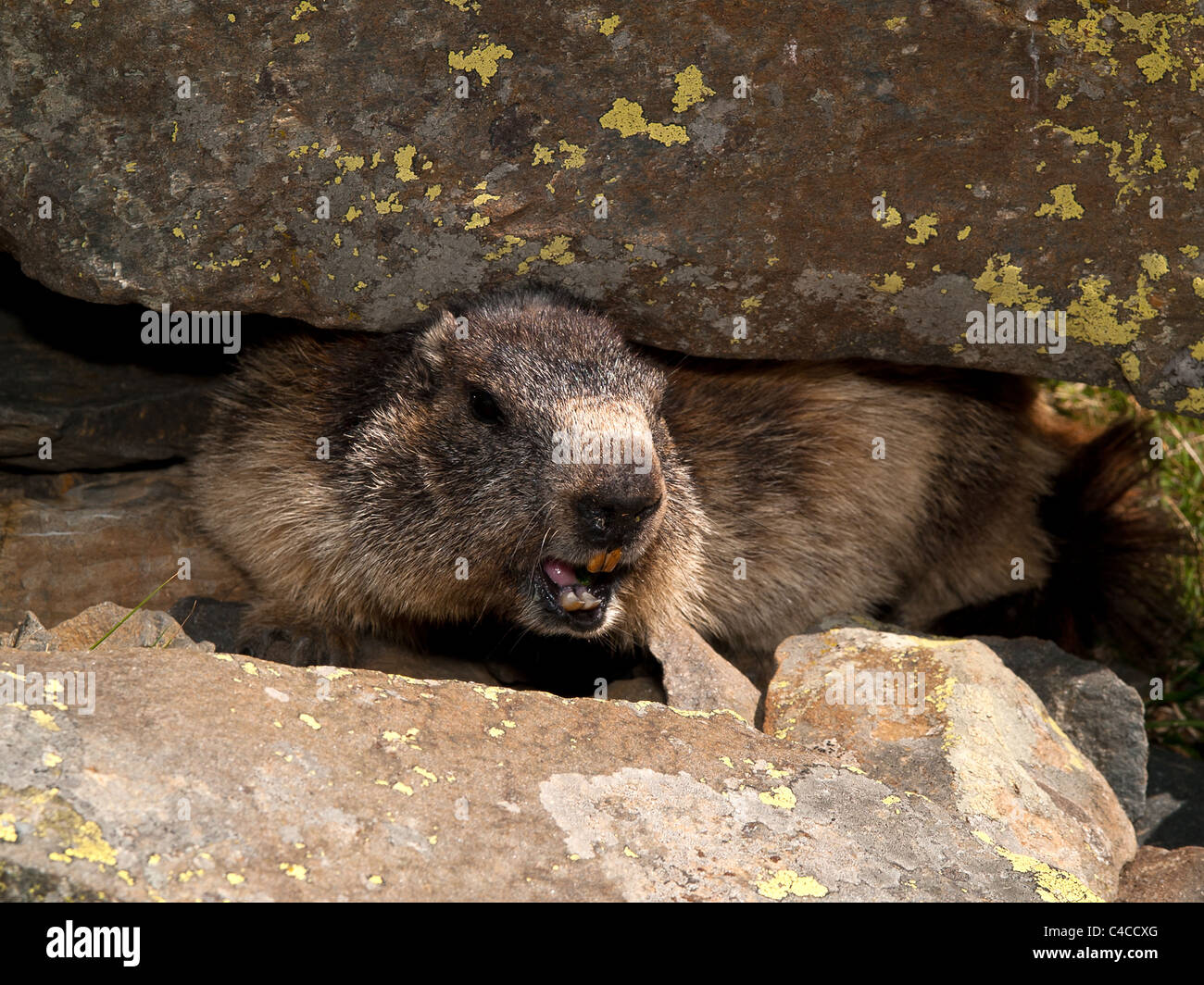Horizontal portrait of Alpine Marmot, Marmota marmota at home Stock ...