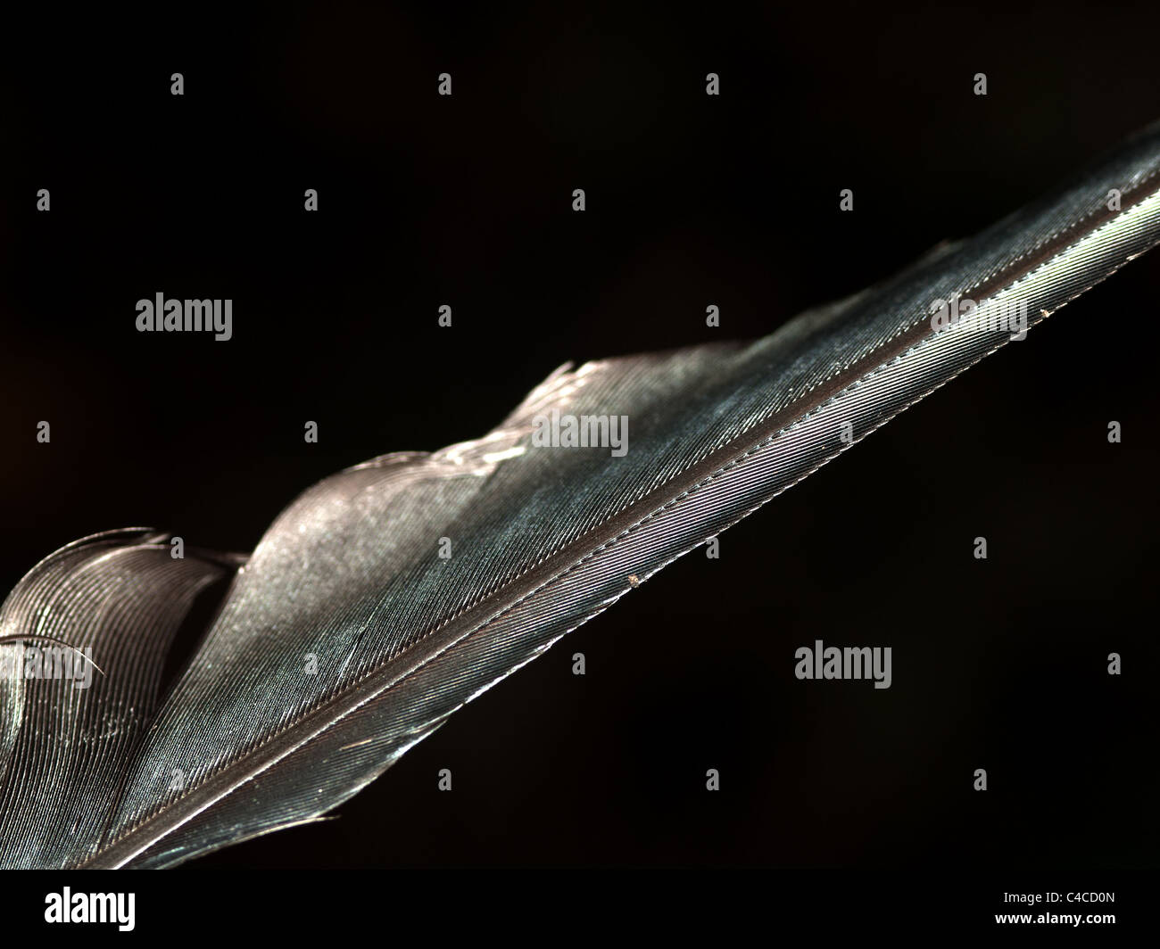 Nice detail of a bird quill in a black background Stock Photo - Alamy