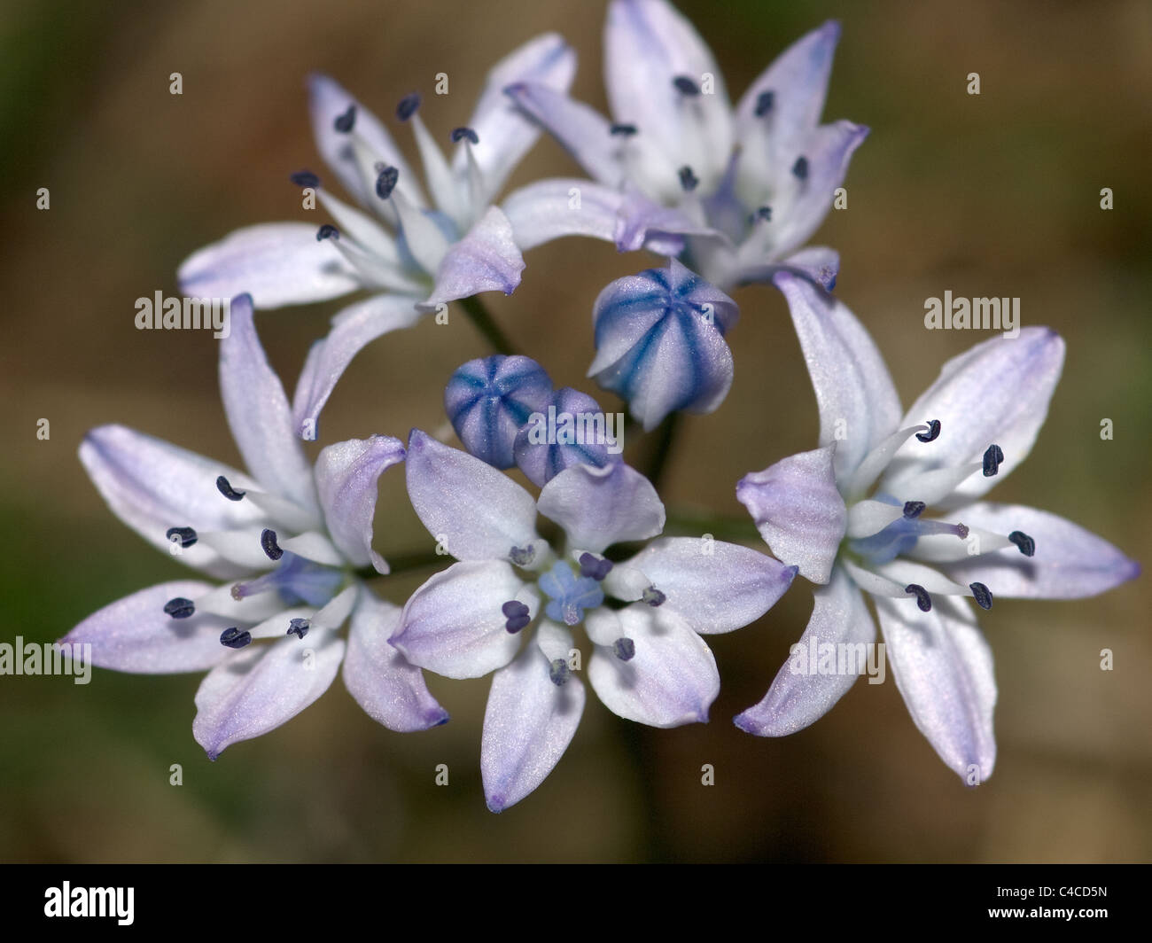 Scila verna, spring squill, horizontal portrait of flowers Stock Photo ...