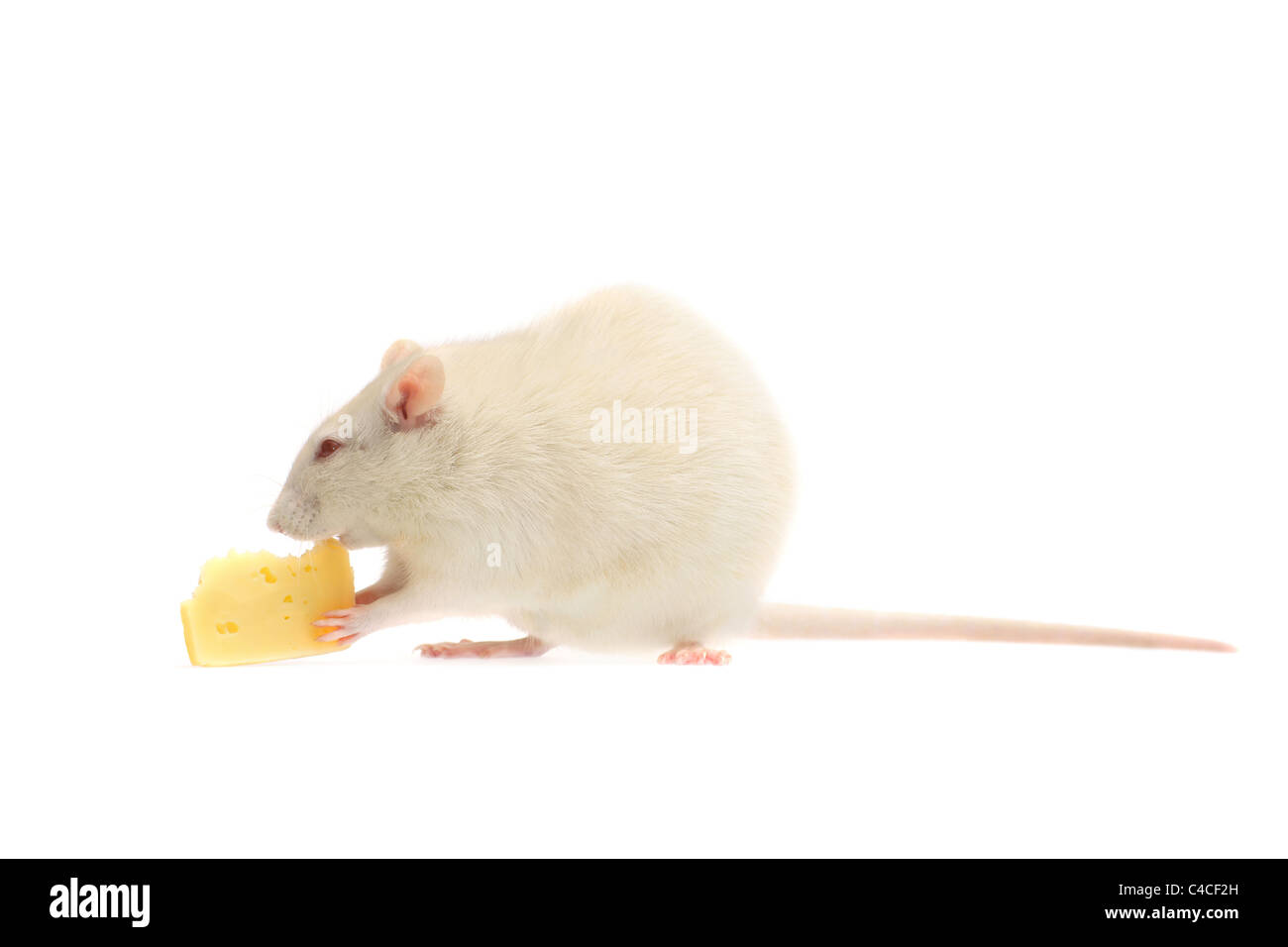 fun white rat with cheese isolated on white background Stock Photo - Alamy