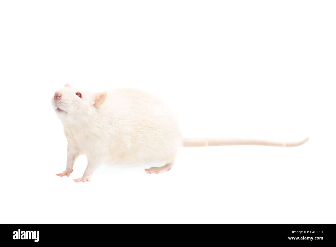 albino rat isolated on white background Stock Photo - Alamy