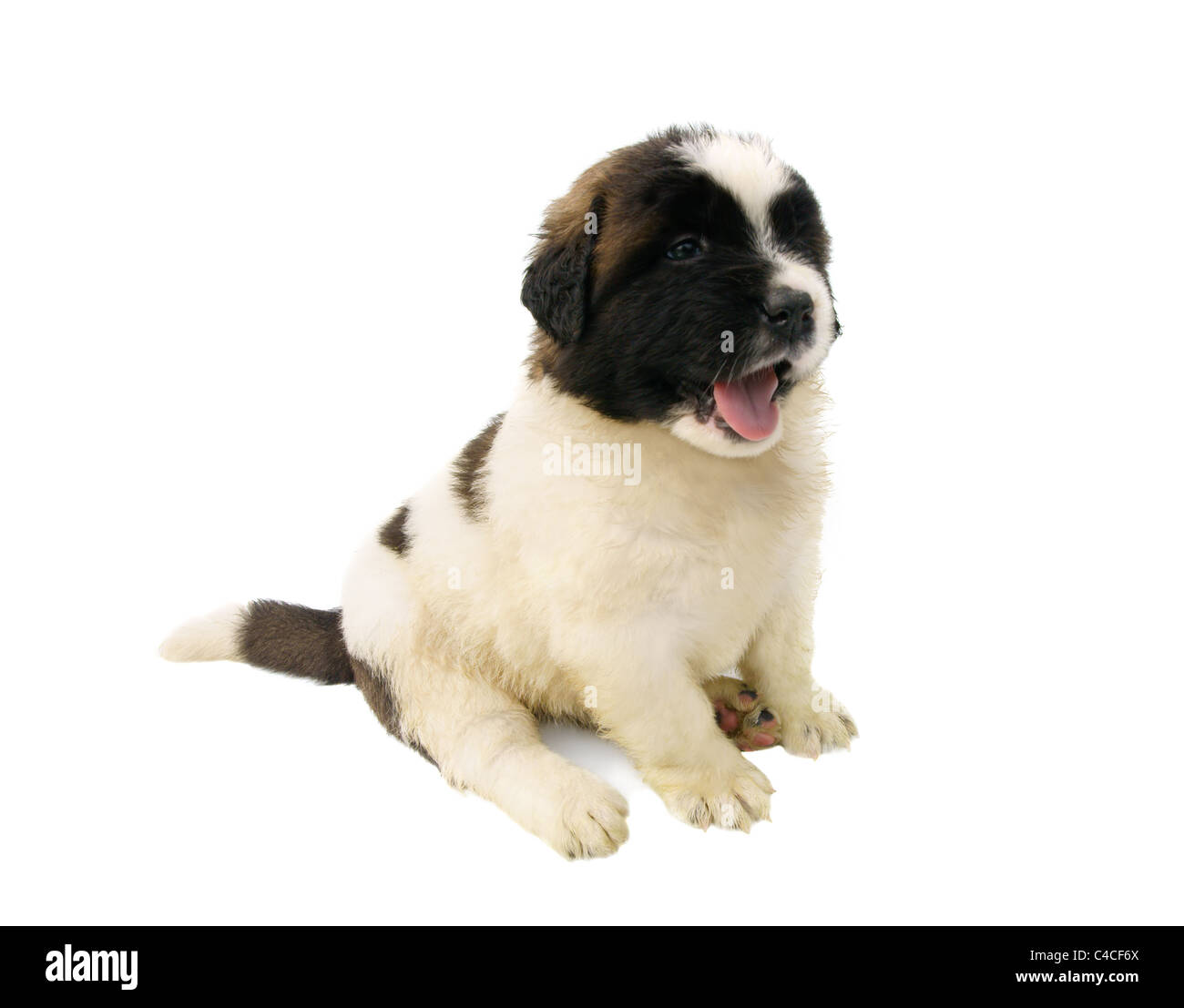 puppy isolated on white background Stock Photo - Alamy