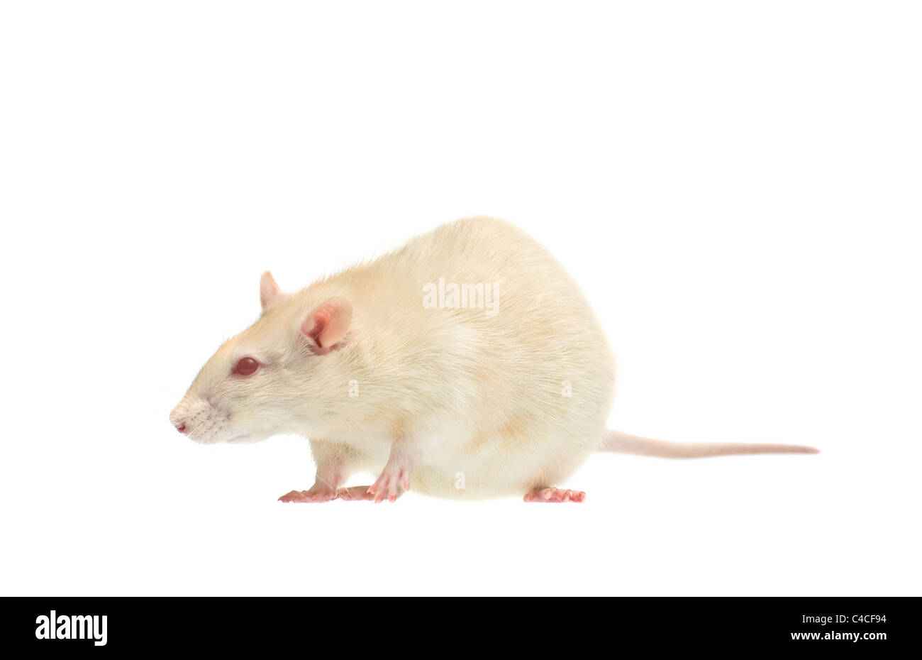 albino rat isolated on white background Stock Photo - Alamy