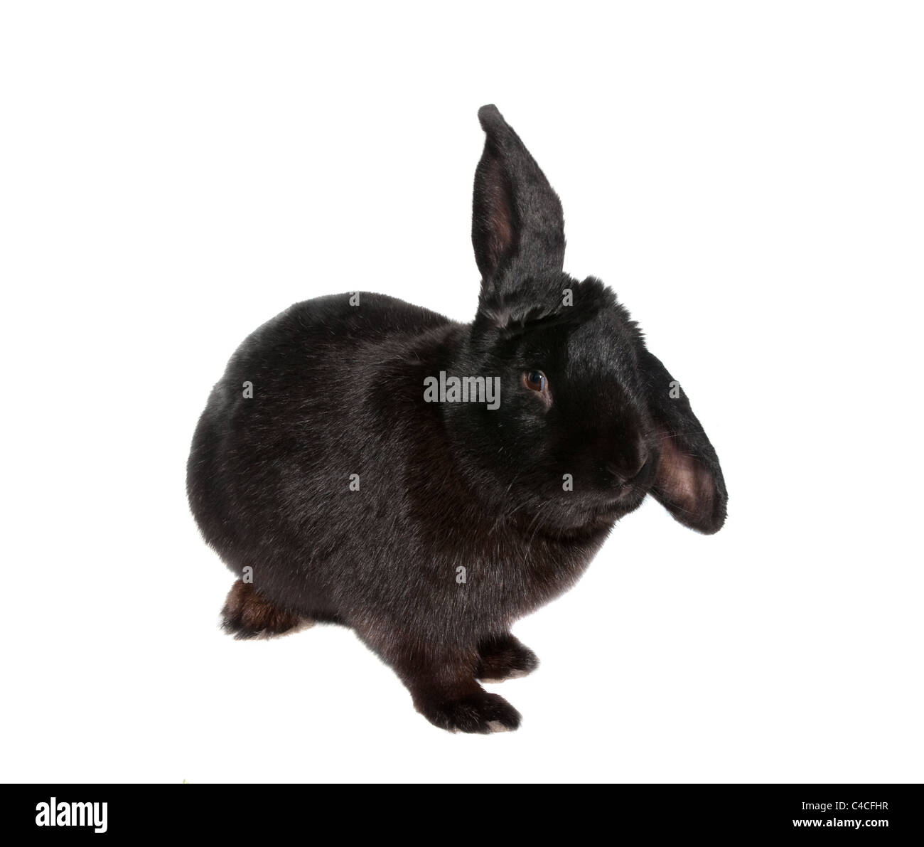 black rabbit isolated on white background Stock Photo - Alamy