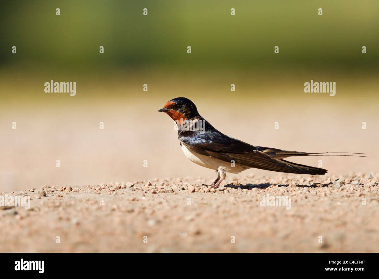 Barn or European swallow on a gravel car park Stock Photo - Alamy