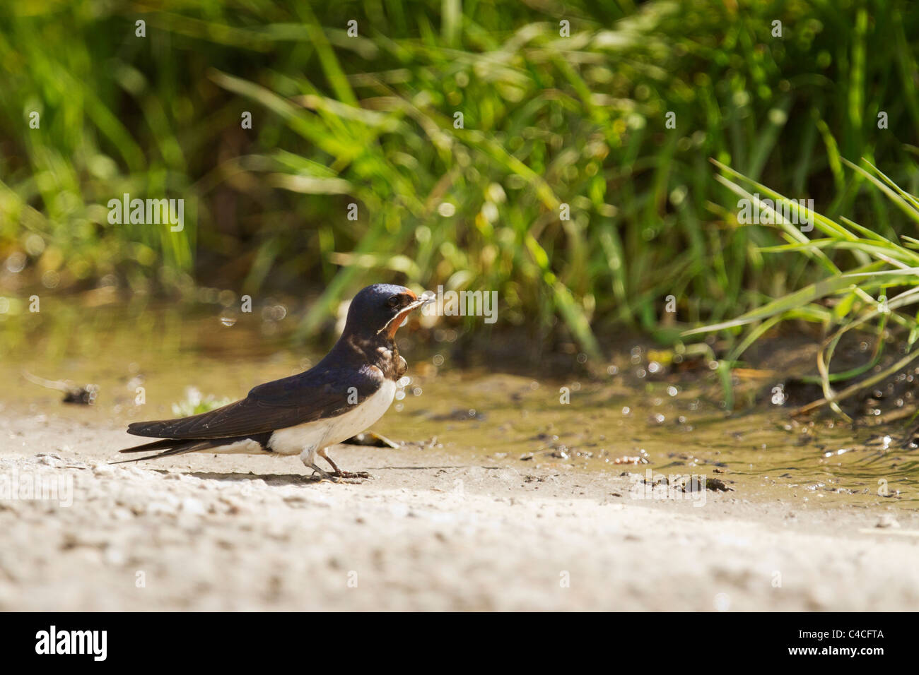 A barn or European swallow on the ground Stock Photo - Alamy