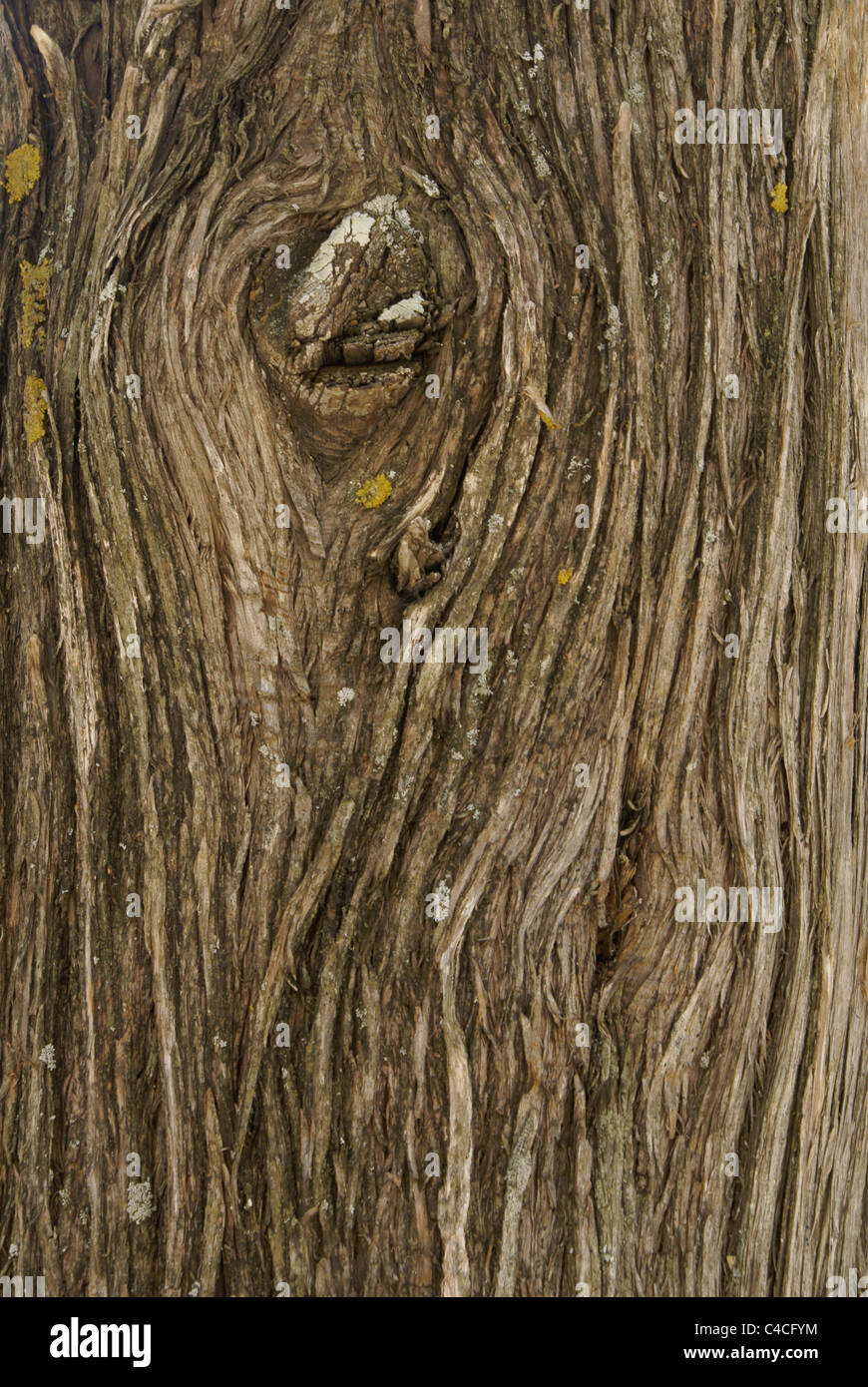old bark texture Stock Photo - Alamy