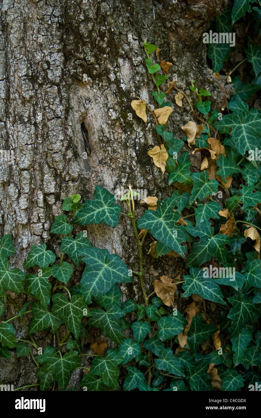old tree with ivy Stock Photo - Alamy