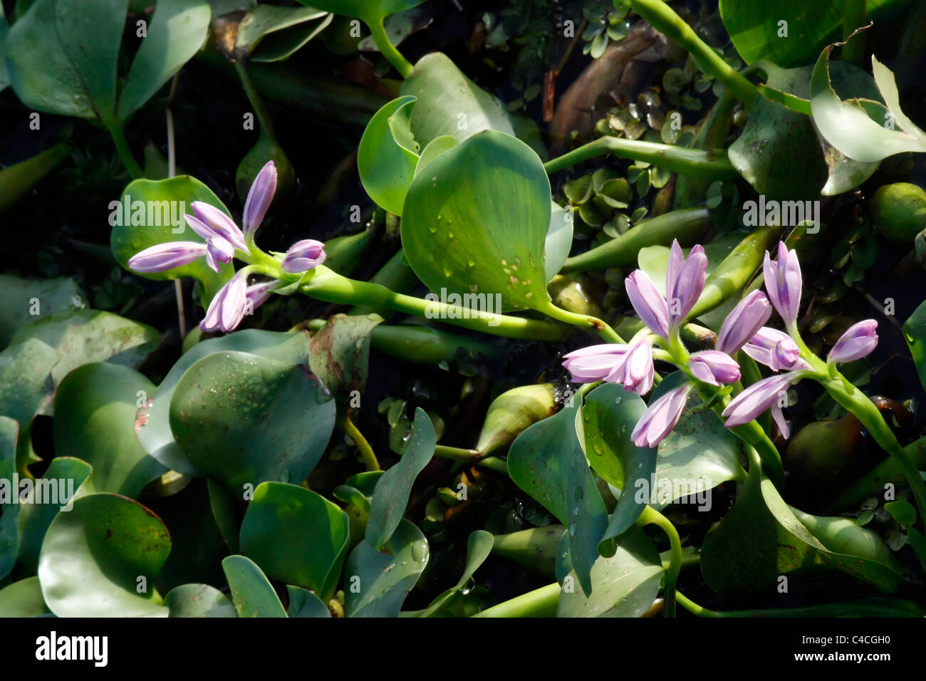 violet flower in water Stock Photo - Alamy