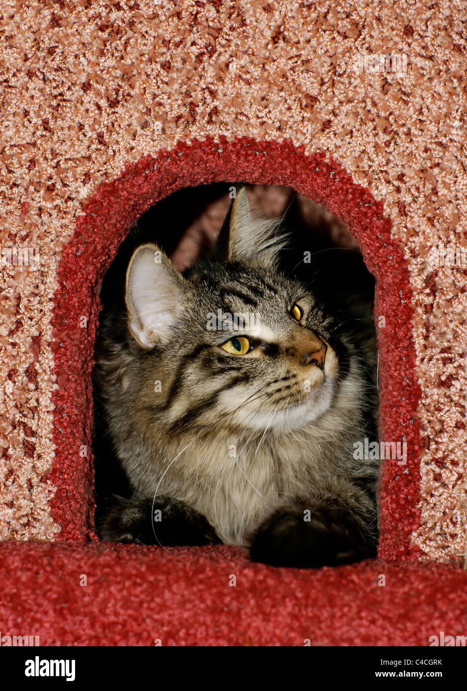 cat in cats house Stock Photo - Alamy