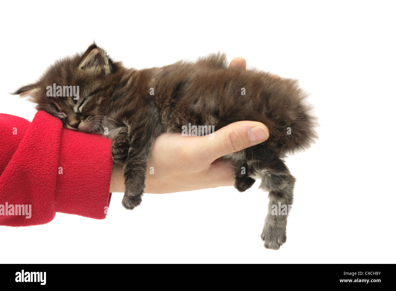 small kitten sleeping on a hand against white background Stock Photo ...