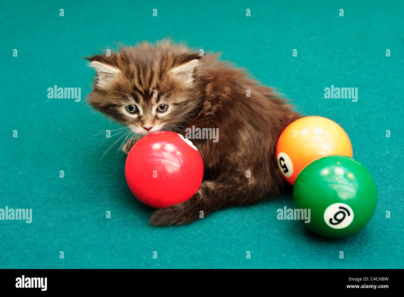 The kitten plays on a billiard table Stock Photo - Alamy