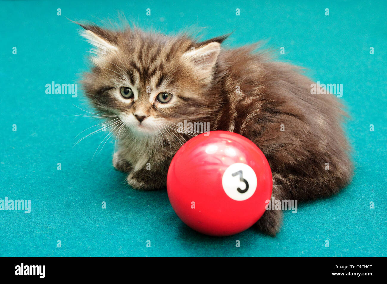 The kitten plays on a billiard table Stock Photo - Alamy
