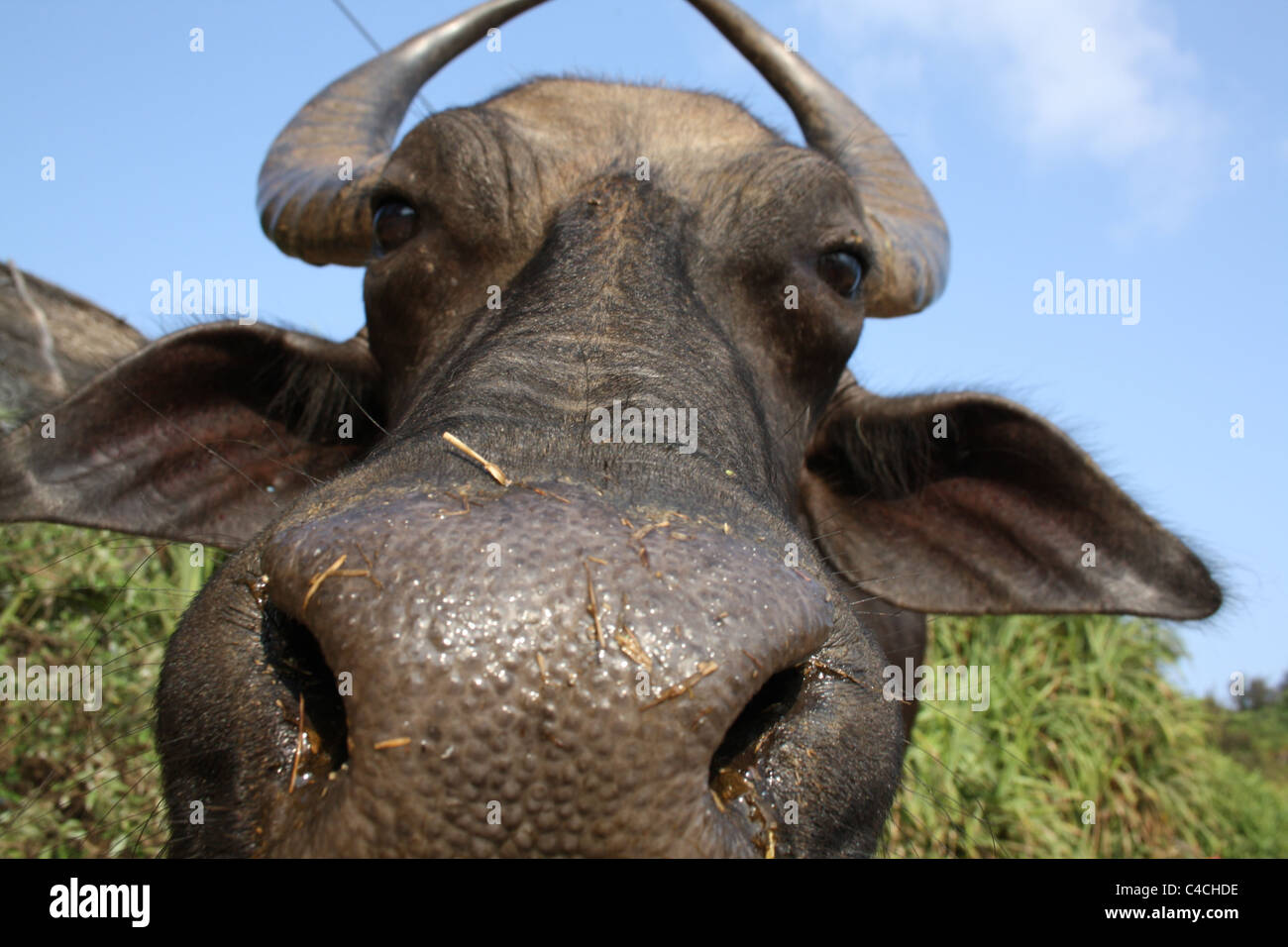Buffalo nose hi-res stock photography and images - Alamy