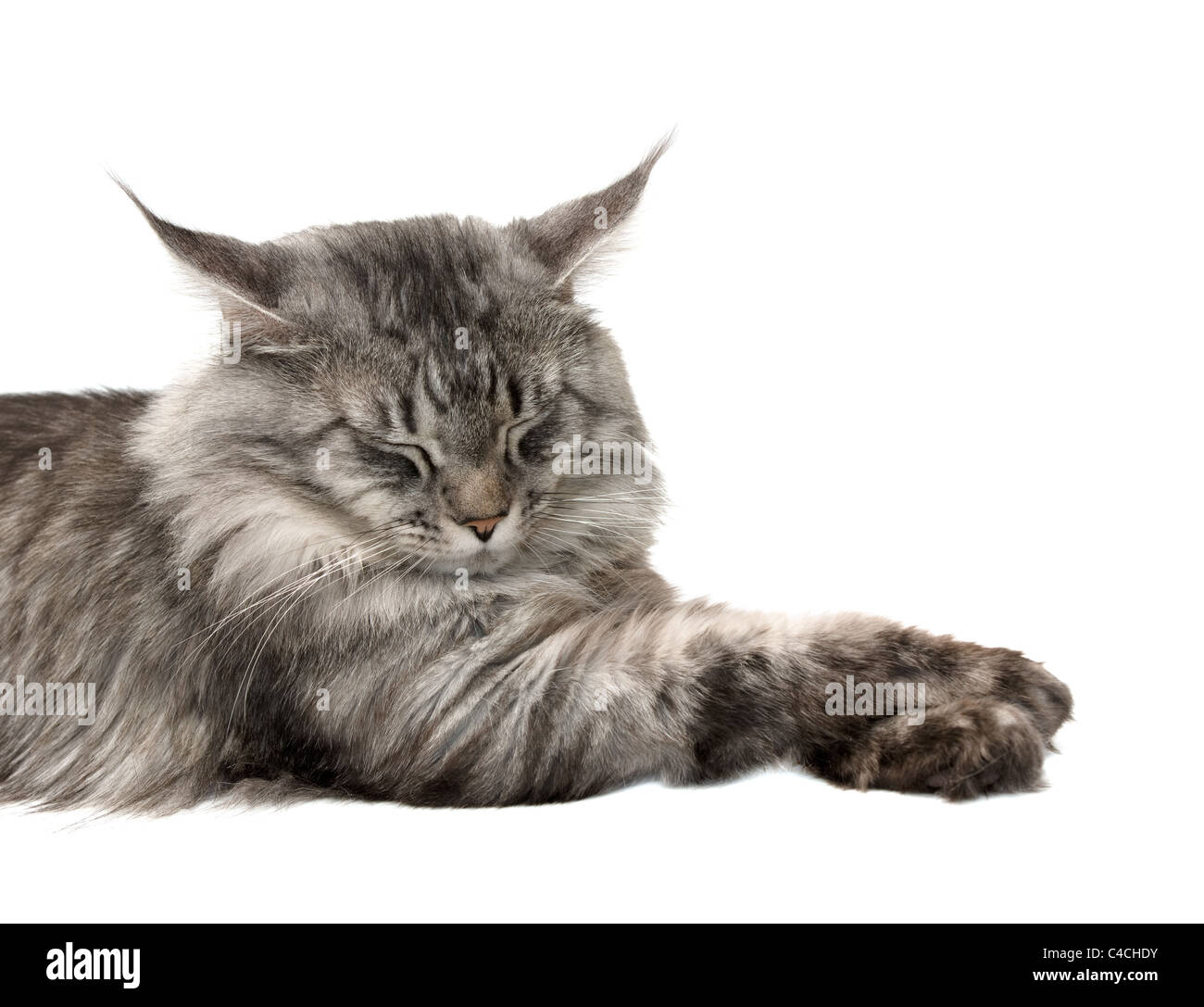 sleeping cat against white background Stock Photo - Alamy