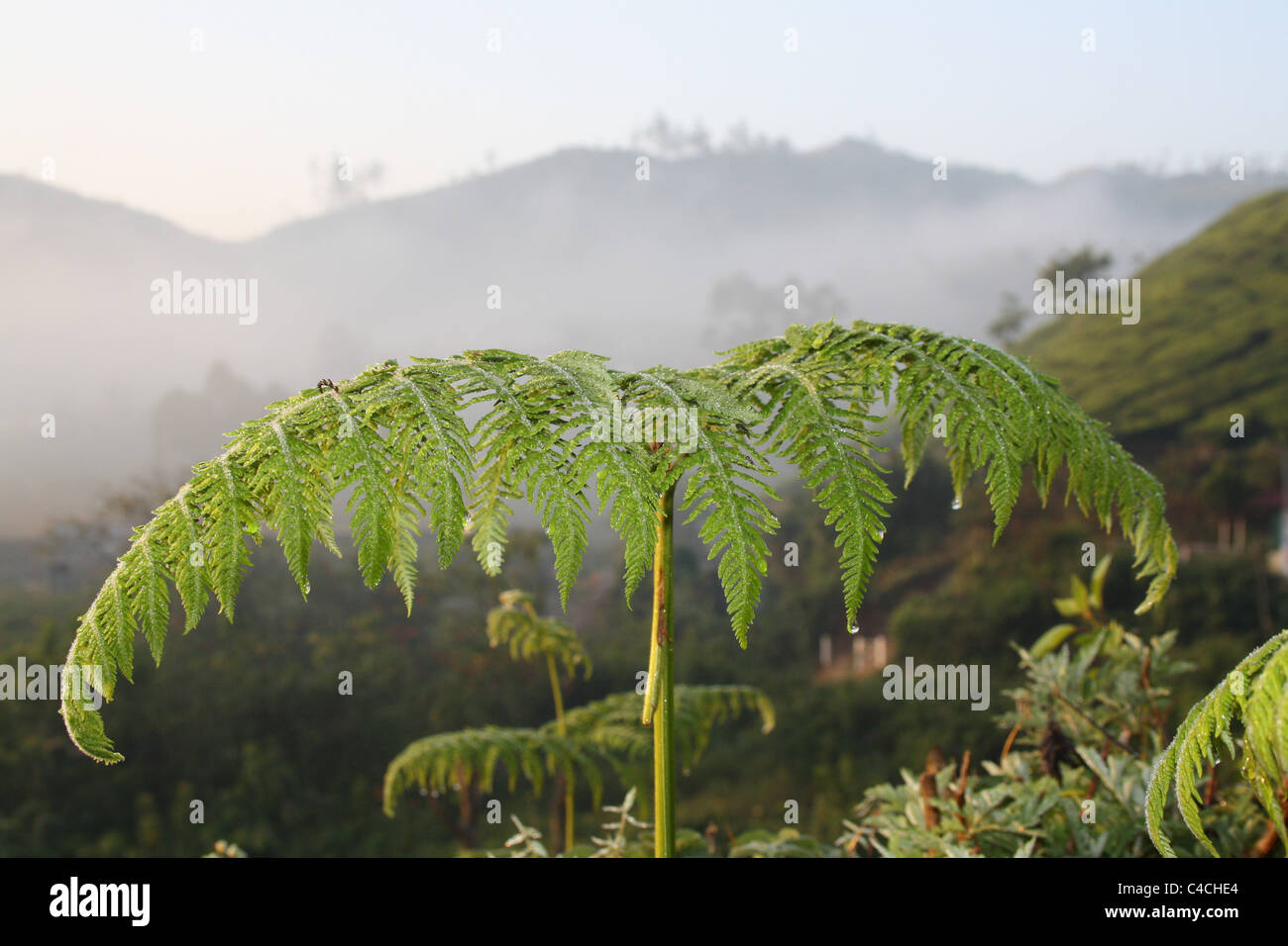 Green fern plant in tea plantation Stock Photo - Alamy