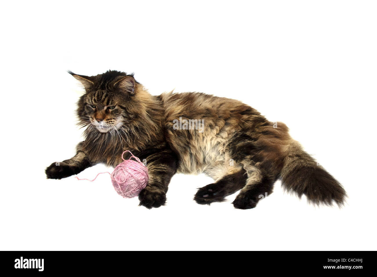 maine coon cat with pink wool ball against white background Stock Photo ...