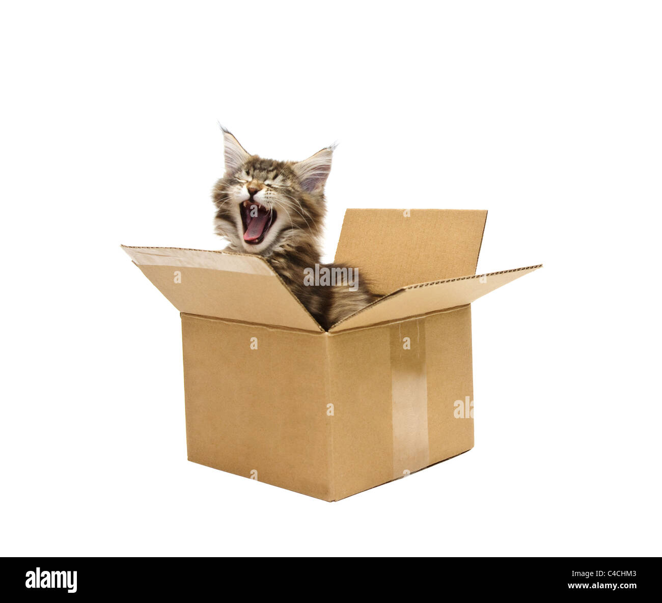 small kitten in box against white background Stock Photo - Alamy