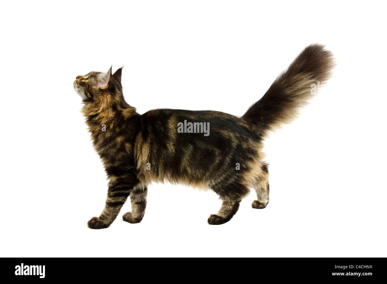 walking maine coon cat isoalated on white background Stock Photo - Alamy